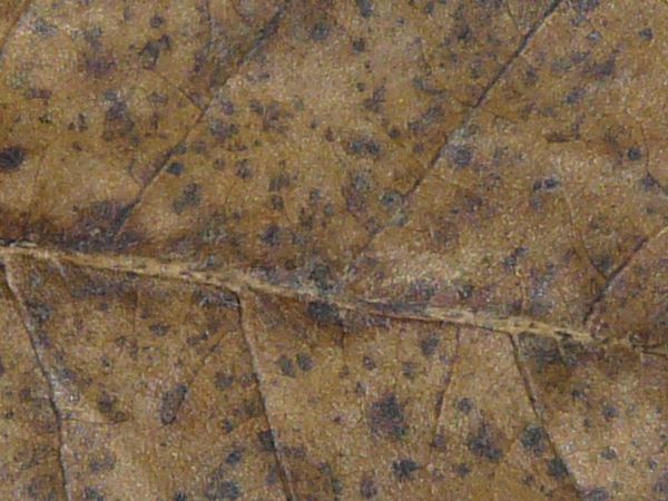 texture 0045 - Texturelib